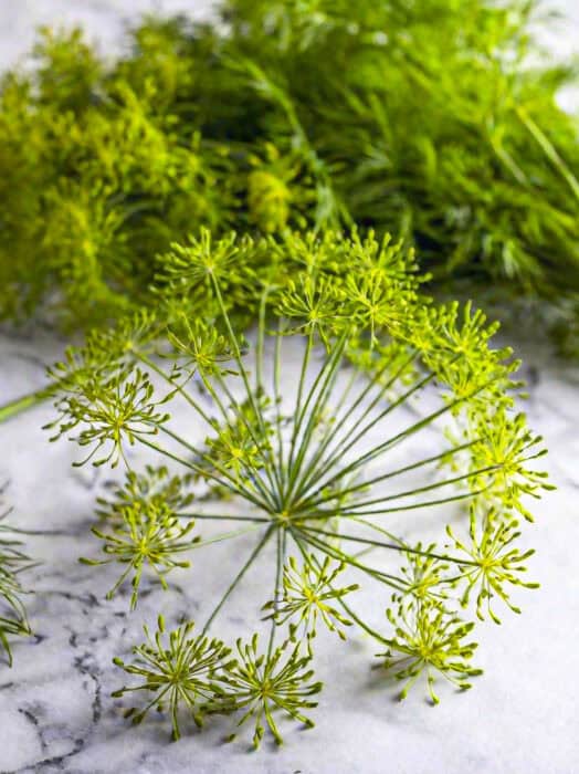 Dill Weed vs Dill : Are They The Same? - EazyGrub