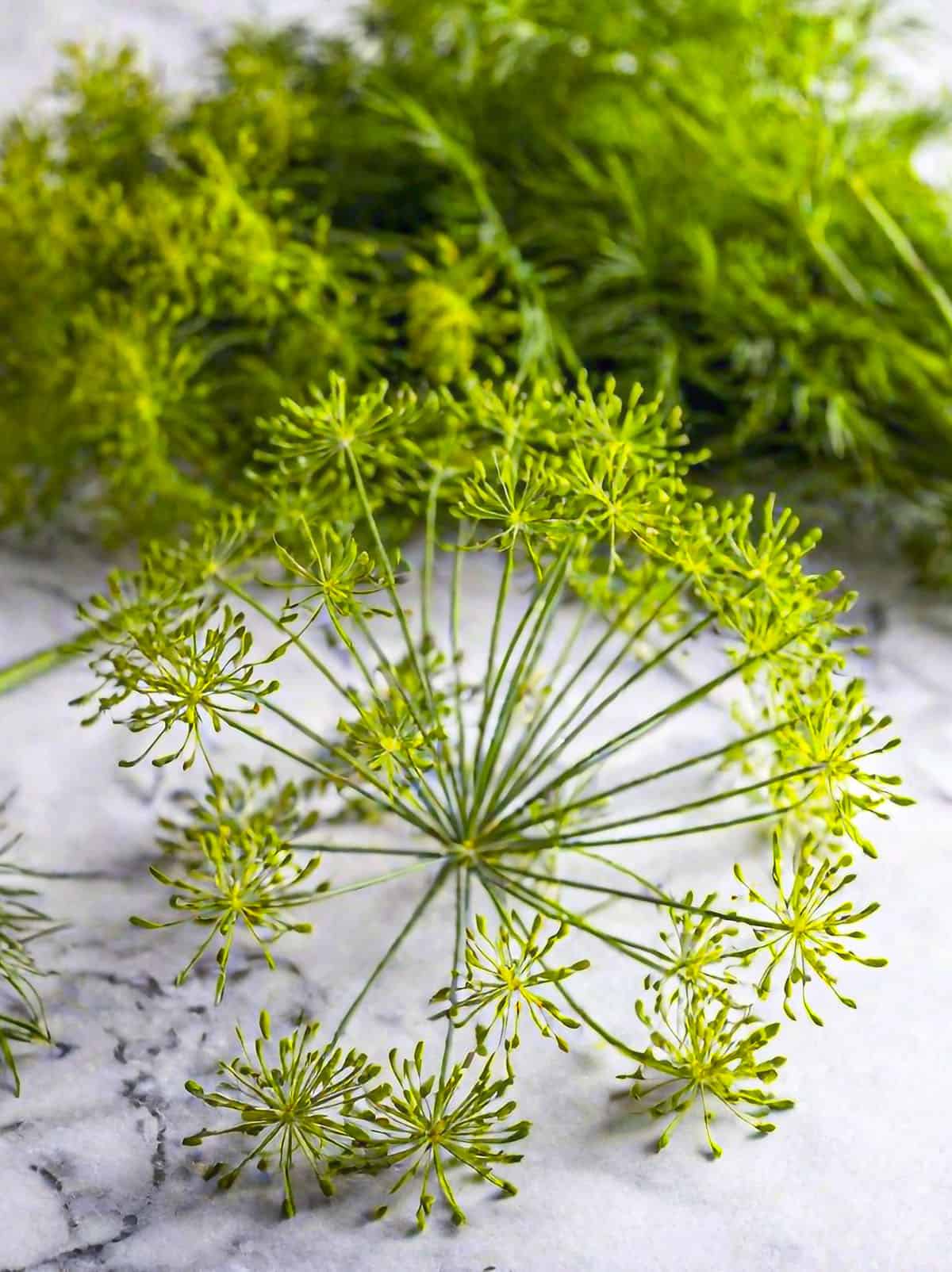 Dill Weed vs Dill : Are They The Same? - EazyGrub