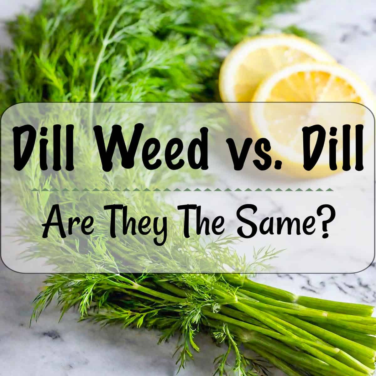 Dill Weed vs Dill : Are They The Same? - EazyGrub